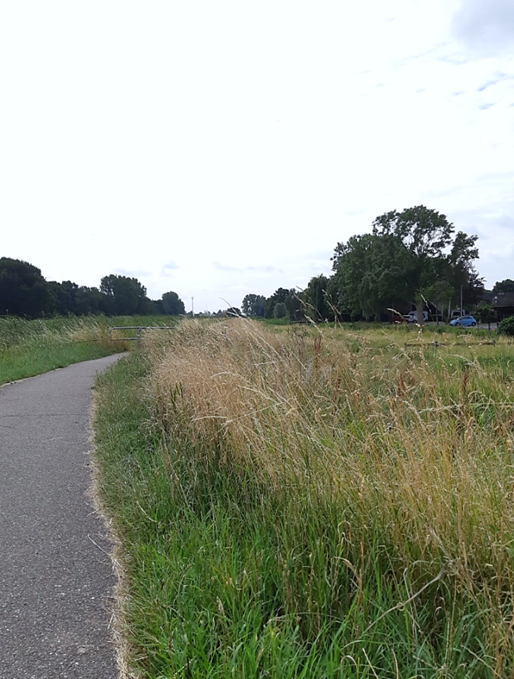 We maaien de kruidenrijke bermen voor een bloeiende nazomer - Gemeente ...